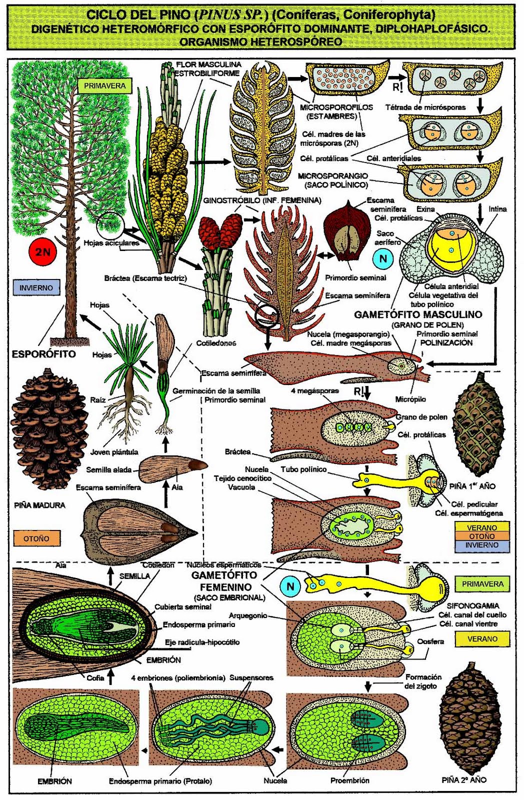 Grupo de Biología 4to A Reino Plantae M.P.S.: División Coniferophyta