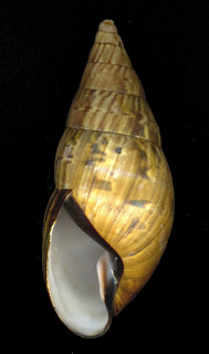 Species: Physa (snail)