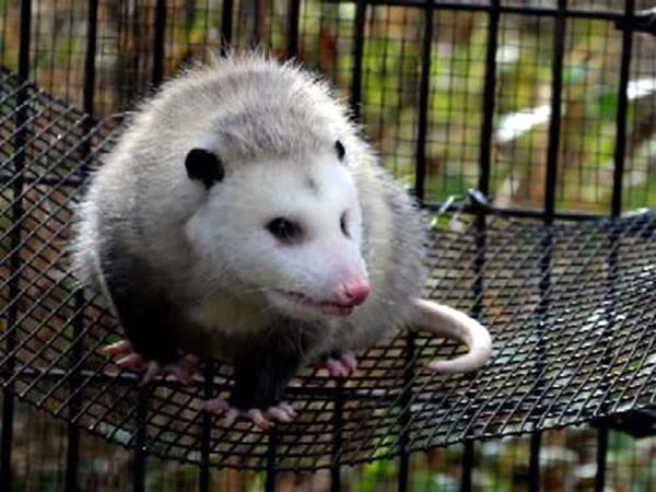 Species: Opossum