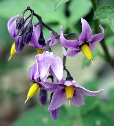 Species: Bittersweet Nightshade