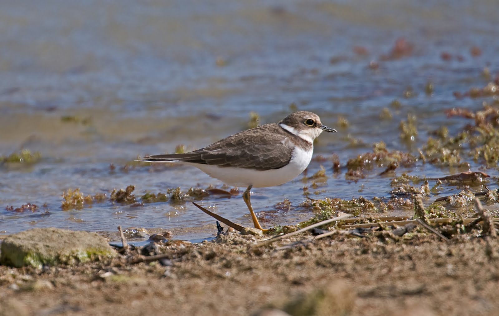 Anthony Miners Wildlife Photos: Cyprus Birds