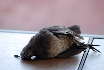 Sycamore Canyon: The Weather and the Hawk