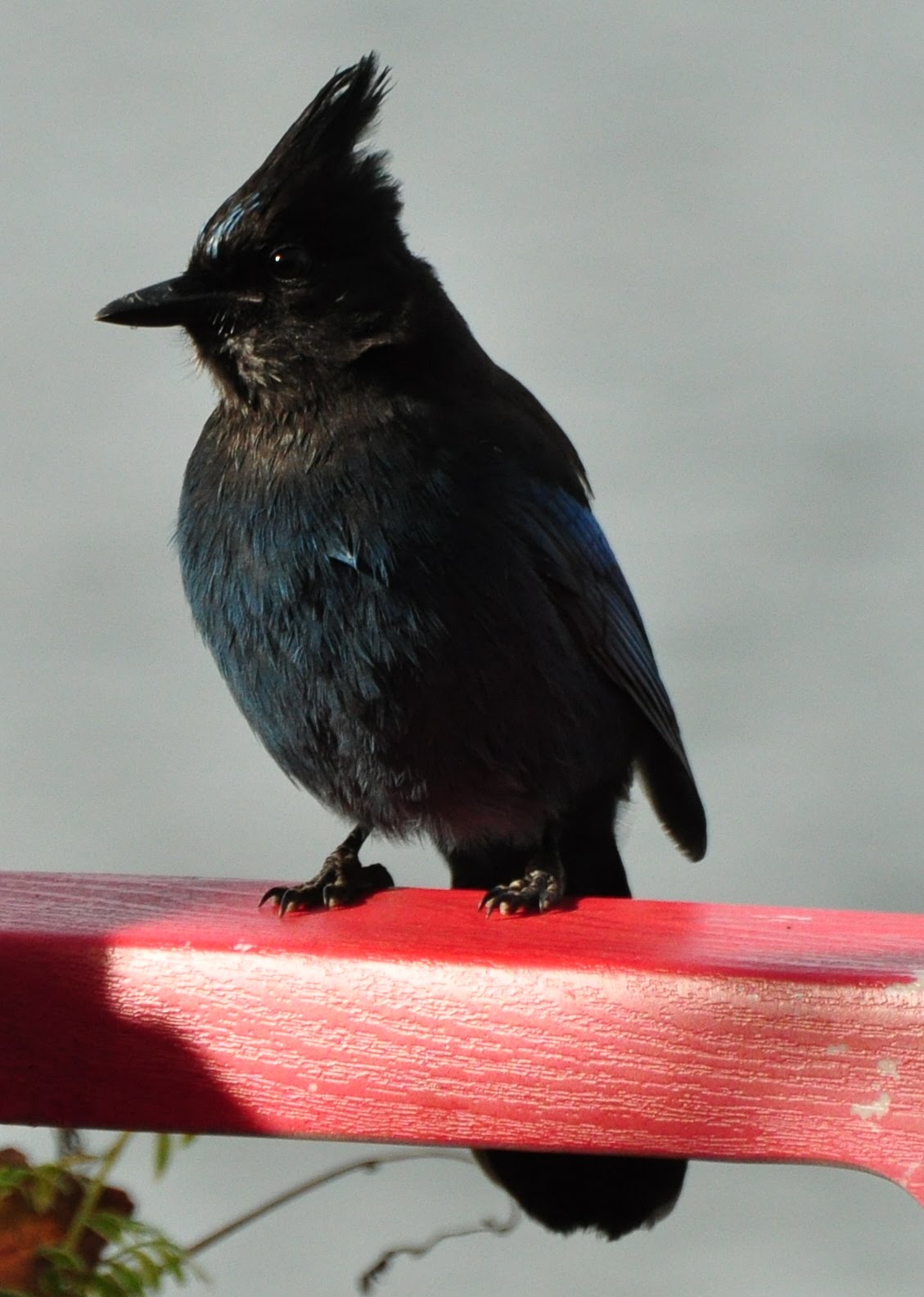 Ray Nash Images: Stellar Jay