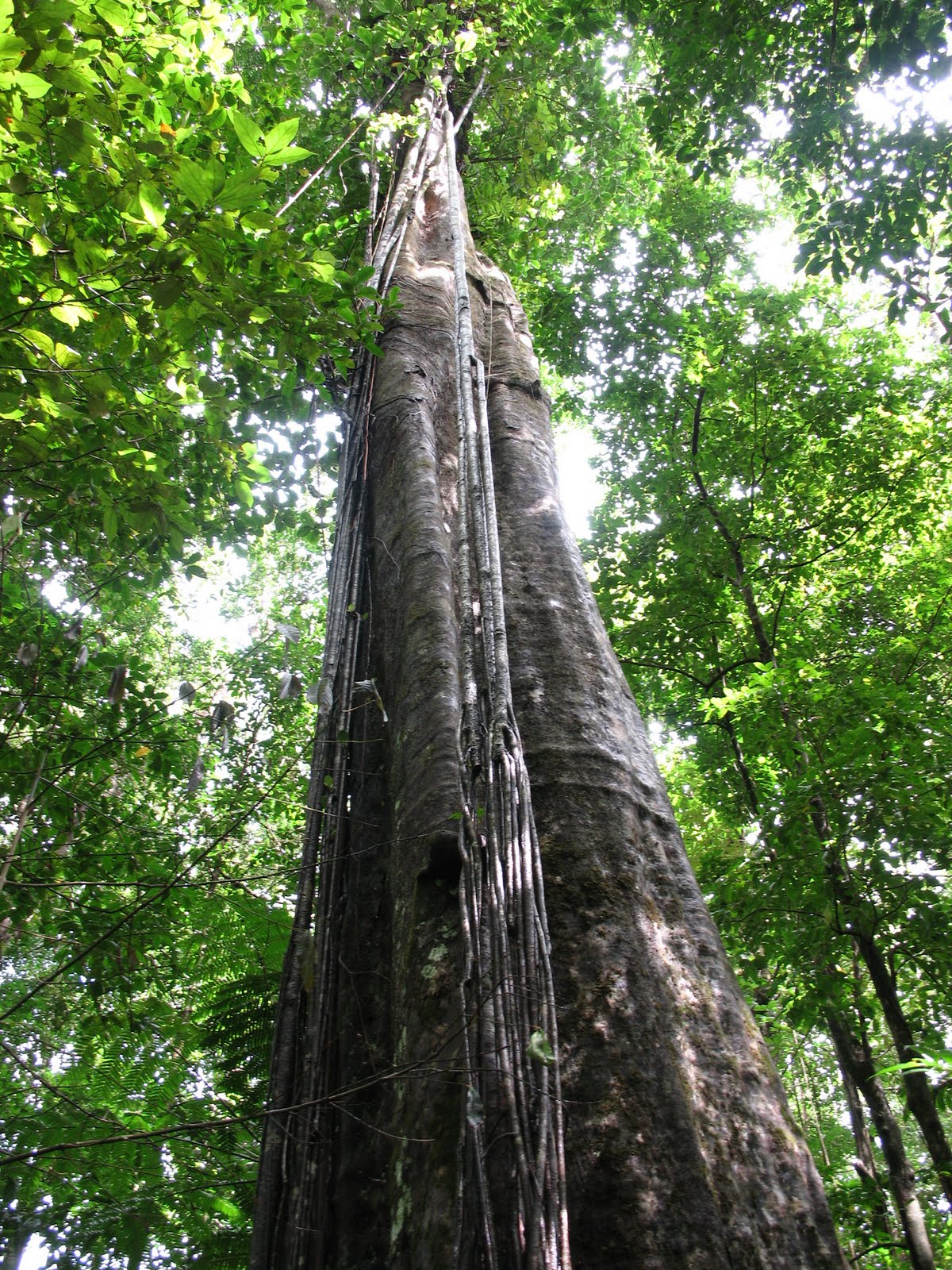 Let's Play It By Ear: Syndicate Nature Trail