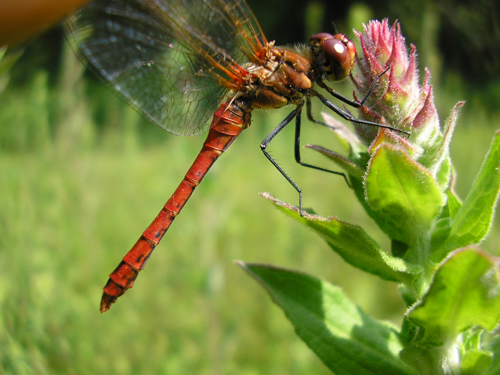 Grupo de Anelamento Anduriña: Familia Libellulidae II