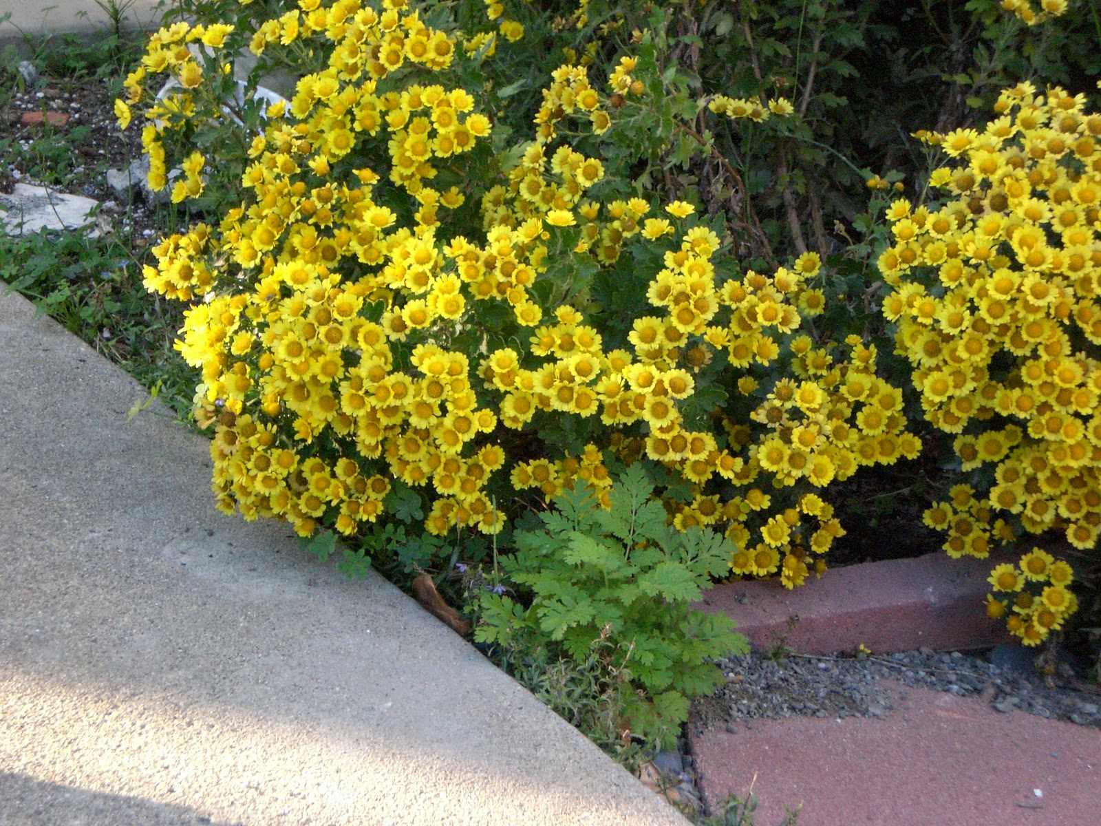 Eye Candy for the Famished: Fall Flowers - Yellow Mums