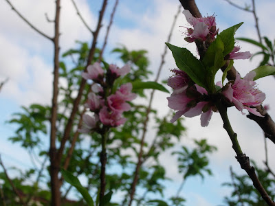 Juan Carlos: Gardening- Growing Peaches in Hawaii