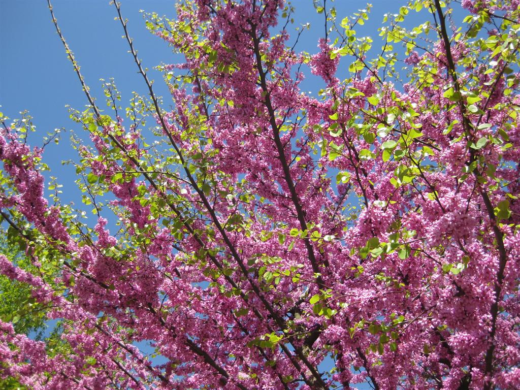 The Garden Wanderer: Turkey wildflowers