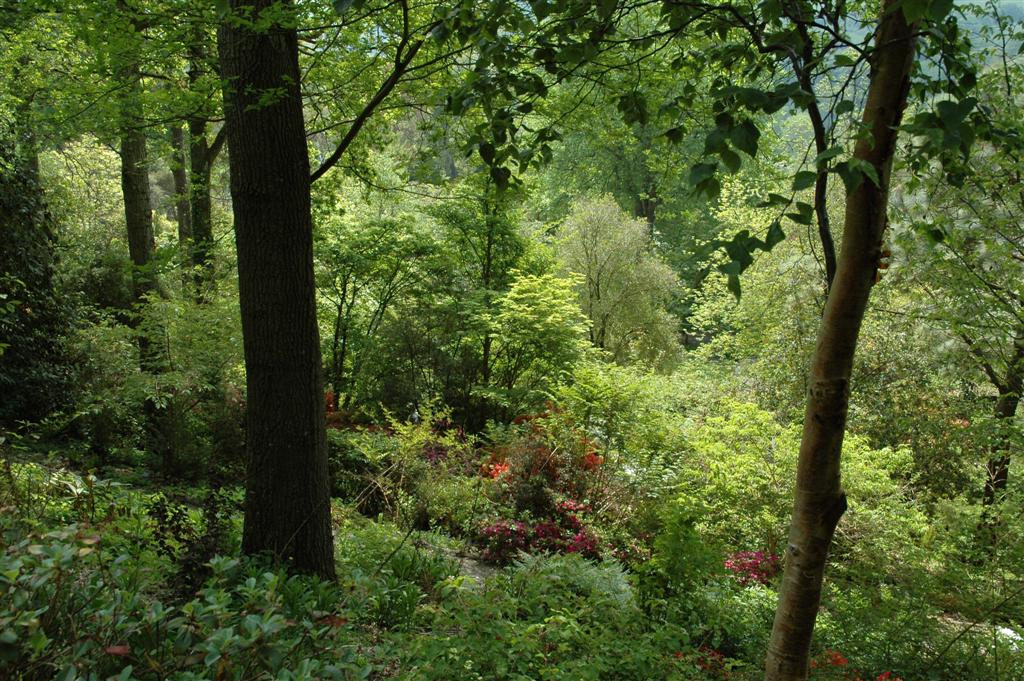 The Garden Wanderer: RHS Garden Rosemoor, Devon, England