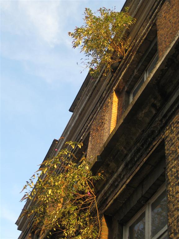 The Garden Wanderer: The Urban Jungle