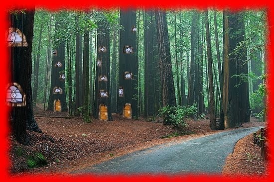 The Florida Redwood Magocracy: Redwood Tree Fact: "KIHL" Is An Ancient ...