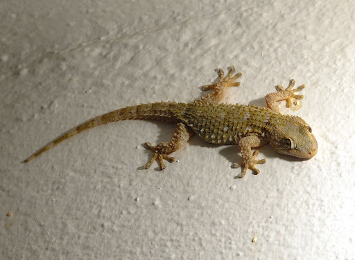 Medicina de silvestres y exóticos: Hay un yacare´i en casa!!!!