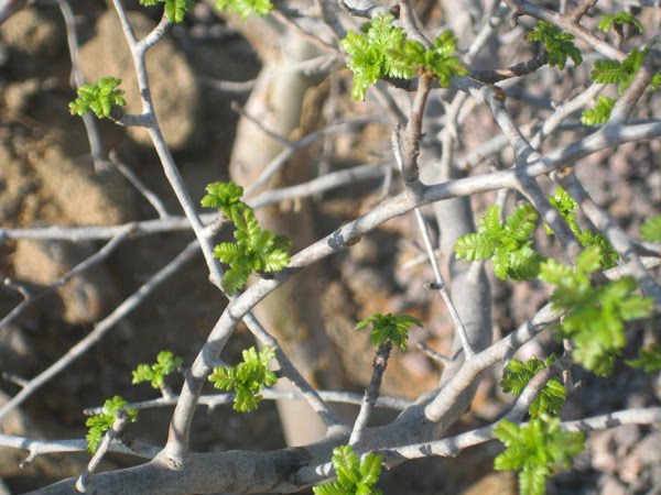 Art is Life: El Torote...