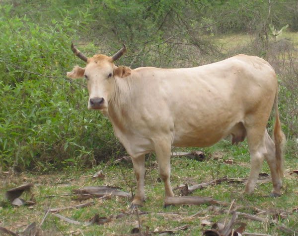 Art is Life: Que onda buey?