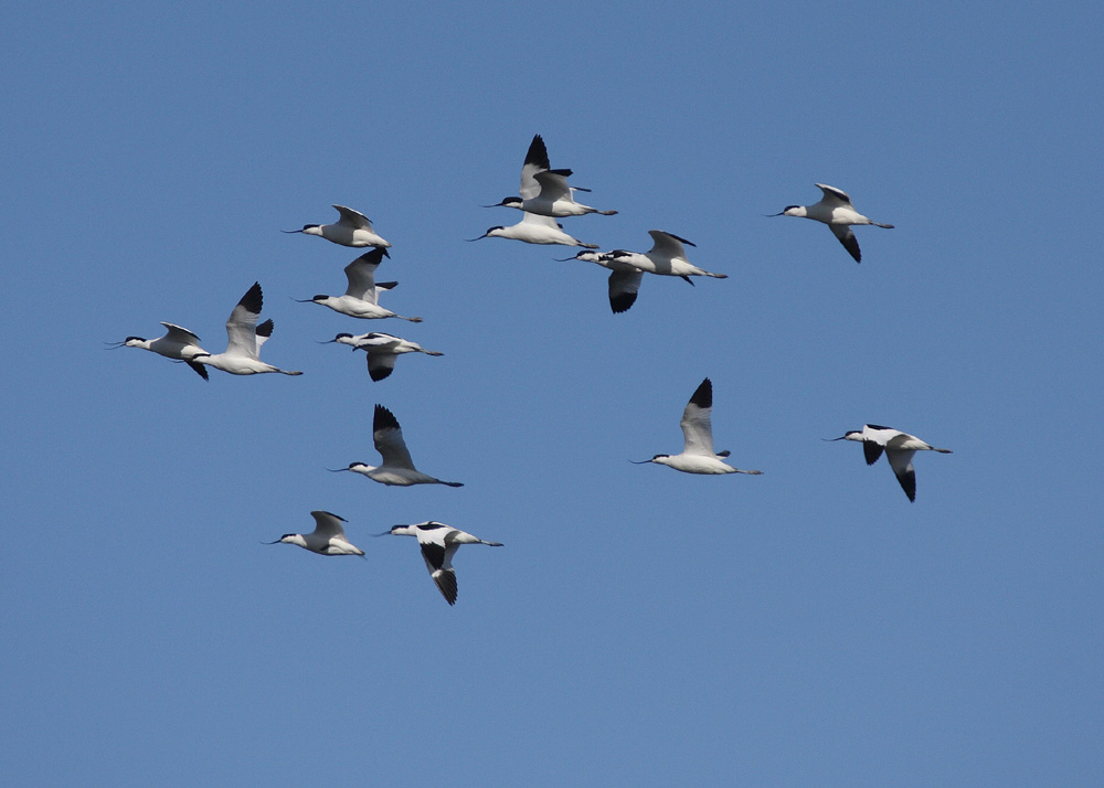 Mike Randall Bird Photography: Avocet Flight Patterns