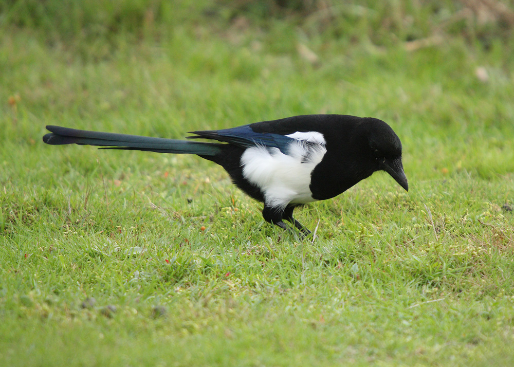 Mike Randall Bird Photography: The true Magpies!!!