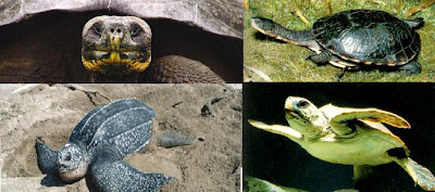 Amphibia & Reptilia: Ordem Testudinata