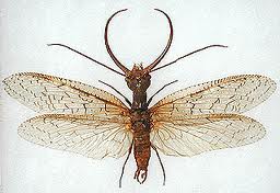 Insect Identifier: Alderflies - Dobsonflies