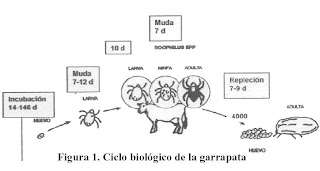 Olmeca: Ciclo reproductor de la garrapats y otros necrofílicos parásitos.