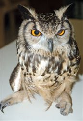 निसर्गवार्ता : सर्पमित्राकडून शिंगी घुबडाला जीवनदान