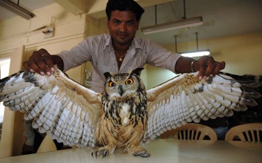 निसर्गवार्ता : सर्पमित्राकडून शिंगी घुबडाला जीवनदान