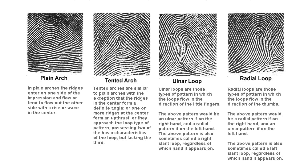 Kirsty s Blog Different Types Of Fingerprints Kirsty s Blog Different Types Of Fingerprints