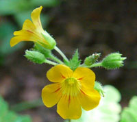 Mukkutti- Biophytum Sensitivum