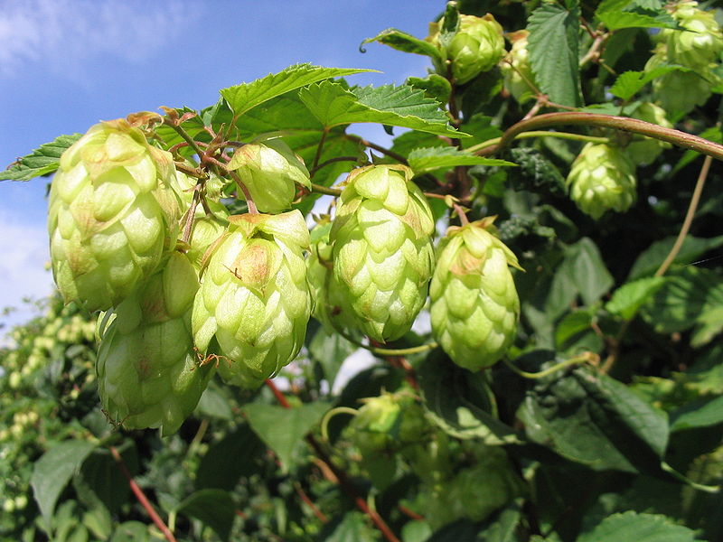 HOUBLON-Humulus lupulus-PHYTOTHERAPIE-HOMEOPATHIE-MEDECINE NATURELLE