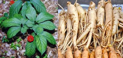 GINSENG-Panax quinquerfolium L.-Panax ginseng-Panax pseudoginseng ...