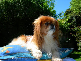 El Rincon de los Puppies: Pequines