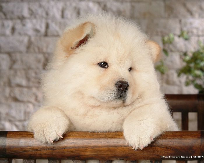 El Rincon de los Puppies: Chow chow