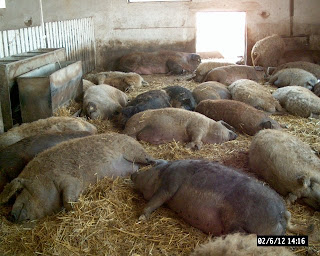 Wooly Pigs: Mangalitsa-Berkshire Cross Pork, Iberian Pig Breeding ...