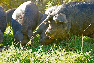 Wooly Pigs: New Mosefund Gallery, Traditional Fattening Methods ...