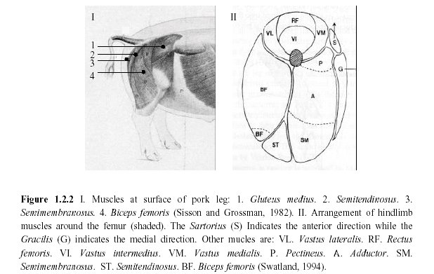 Wooly Pigs: Ham Anatomy, Culatello Fabrication and Manufacture