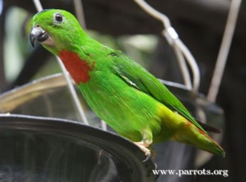 Bayan Puling Serindit Tanau: Bayan Puling Serindit Tanau