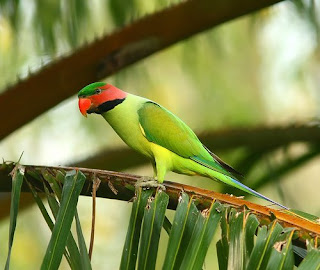 Bayan Puling Serindit Tanau: Perbezaan Jantina bagi Burung Bayan
