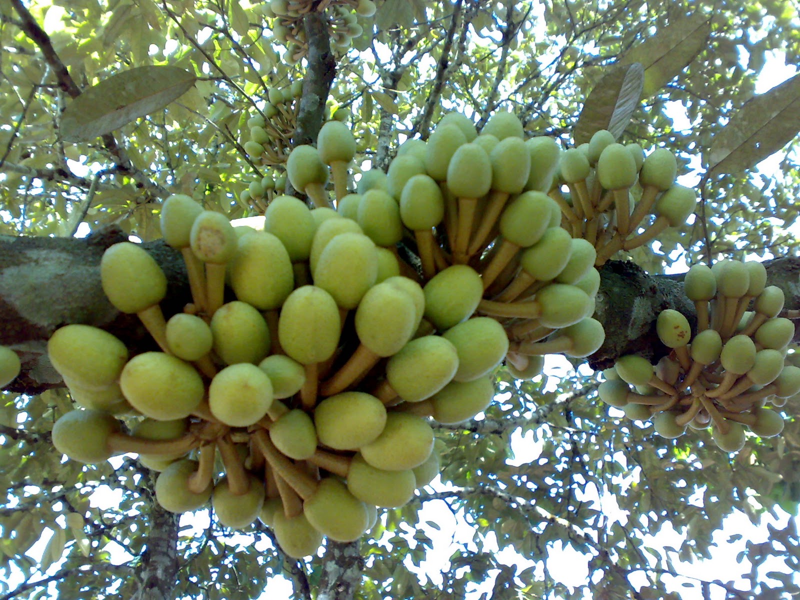 Pertanian Tanaman Pangan dan Peternakan Nunukan: DURIAN KALIMANTAN