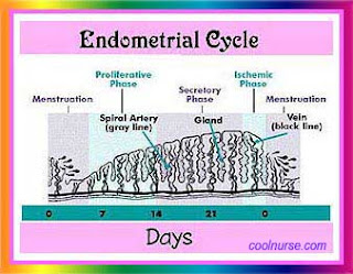 Women Health Care: The Menstrual Cycle