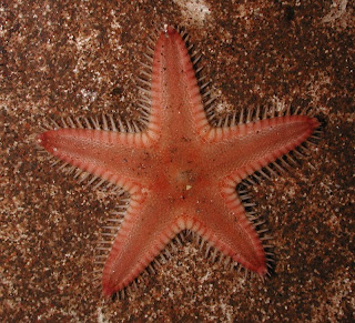 The Echinoblog: More Exotic Hawaiian Starfish! Valvaster and Astropecten!