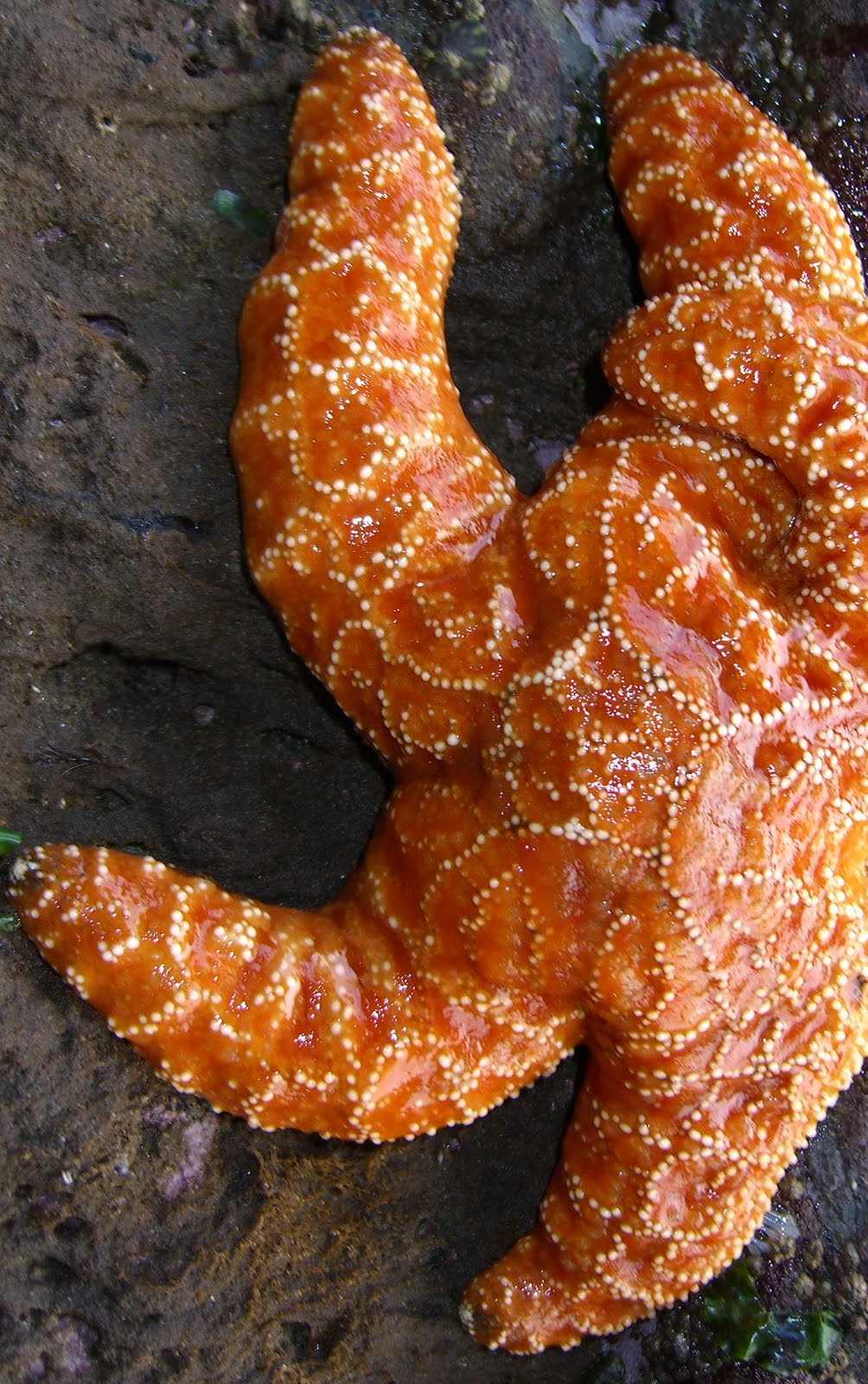 The Echinoblog: Why is Pisaster ochraceus (aka ochre star) so many ...
