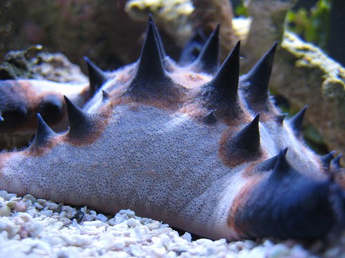 The Echinoblog: SEA STAR DEFENSE! How do starfish protect themselves??
