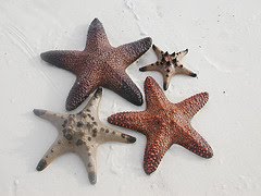 The Echinoblog: SEA STAR DEFENSE! How do starfish protect themselves??