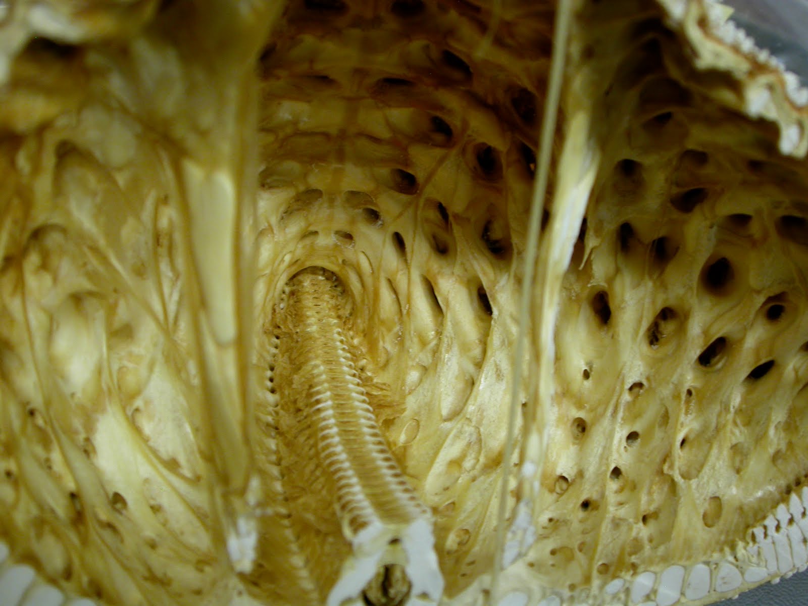 The Echinoblog: Starfish "Bones"! Understanding evolution & adaptation ...