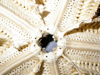 The Echinoblog: Starfish "Bones"! Understanding evolution & adaptation ...