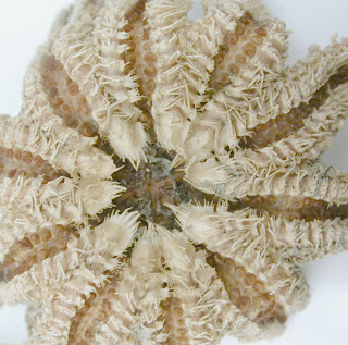 The Echinoblog: The world's OLDEST MULTI-ARMED Starfish!! A lesson in ...