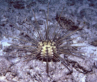 The Echinoblog: Echinoderm Big Battle! Sea Urchins Feeding on Stalked ...