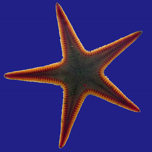 The Echinoblog: All about hitode (ヒトデ) & momiji. The Blog about ...