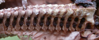 The Echinoblog: The Basics: How to Tell Sea Stars (Asteroids) from ...