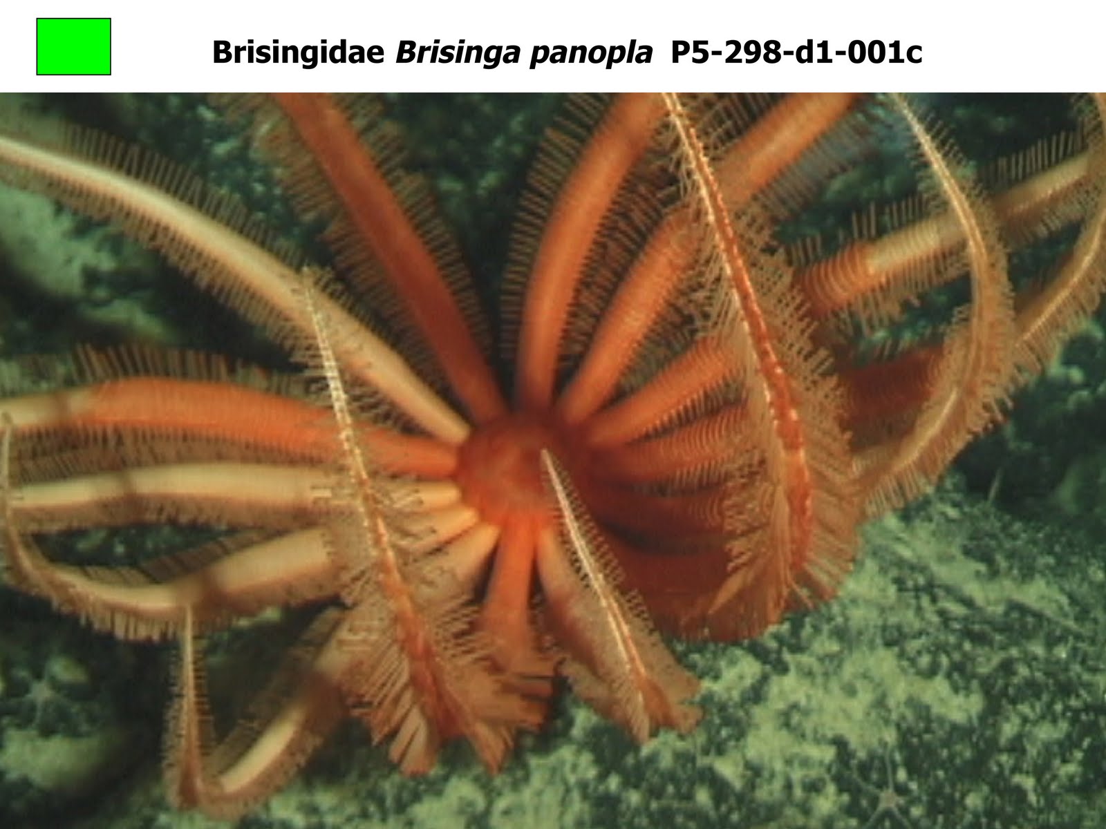 The Echinoblog: Starfish from Deep-Sea Hawaii- What Lives Below A ...