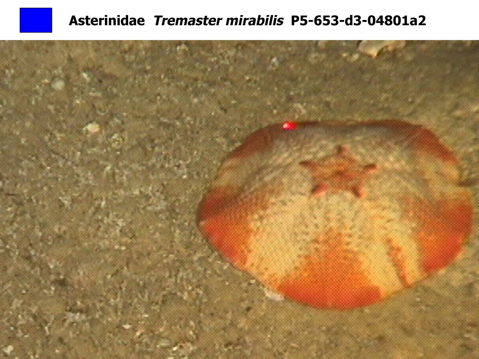 The Echinoblog: Starfish from Deep-Sea Hawaii- What Lives Below A ...